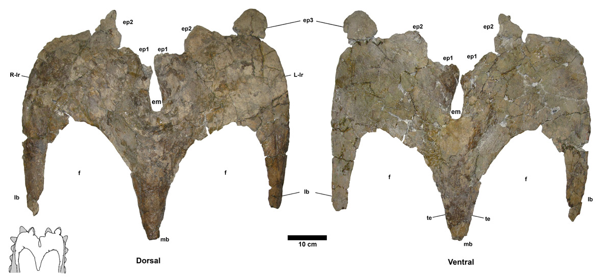 Dinosaur Postcards: Navajoceratops & Terminocavus : new transitional ...