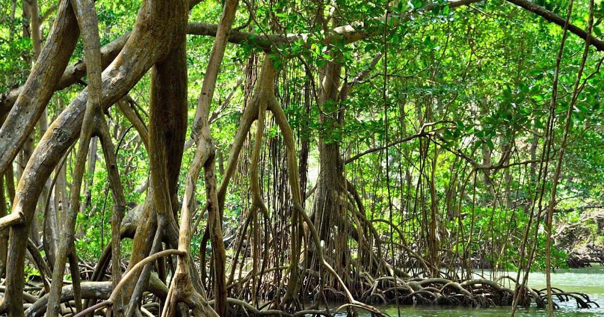¿Cuál es la diferencia entre mangle y manglar?