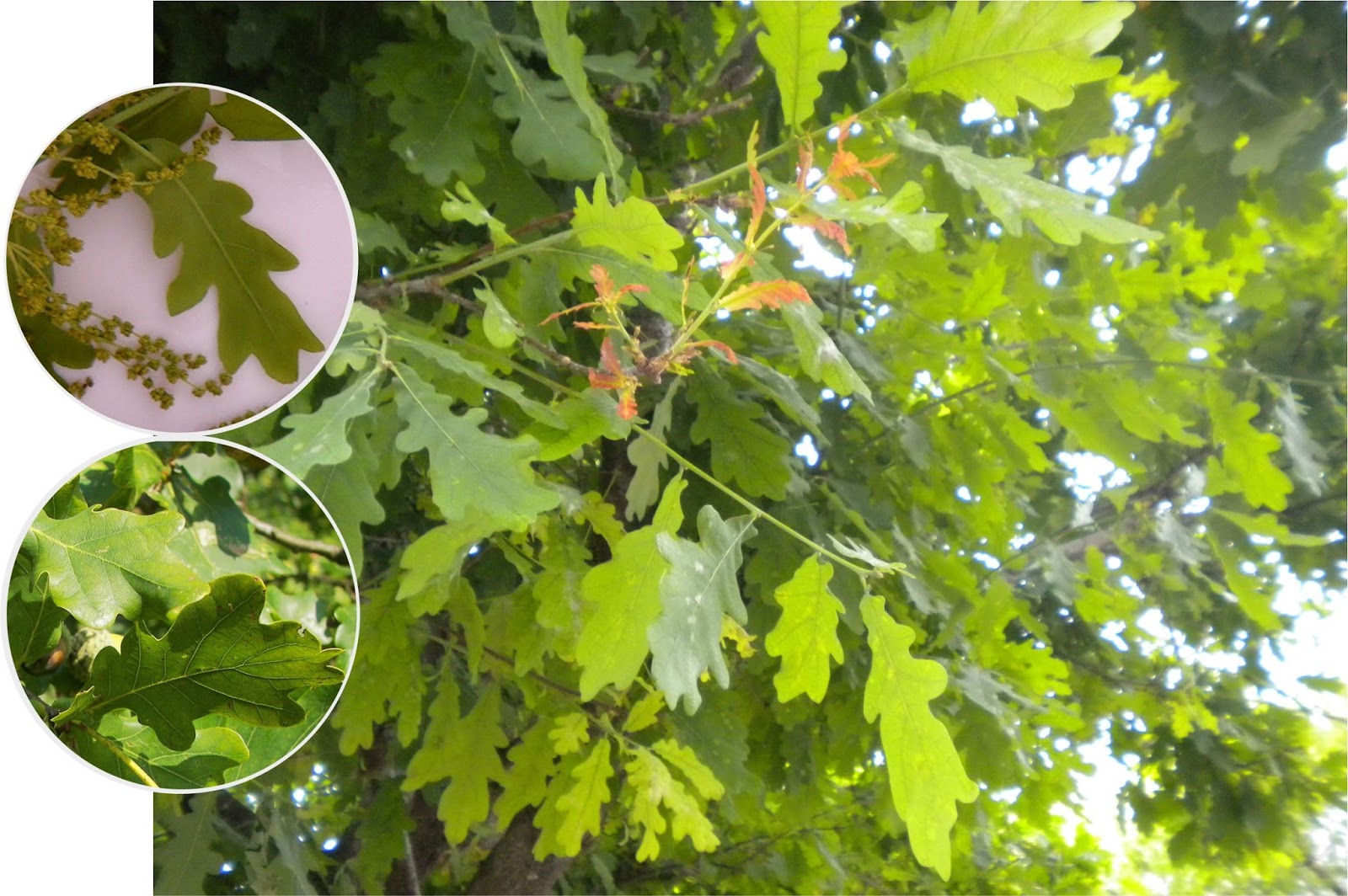 v e r d e c h a c o: Roble / Carballo