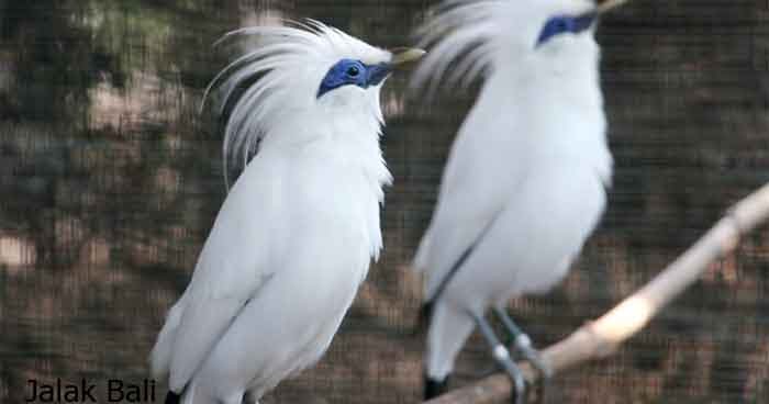 flora dan fauna: jalak bali