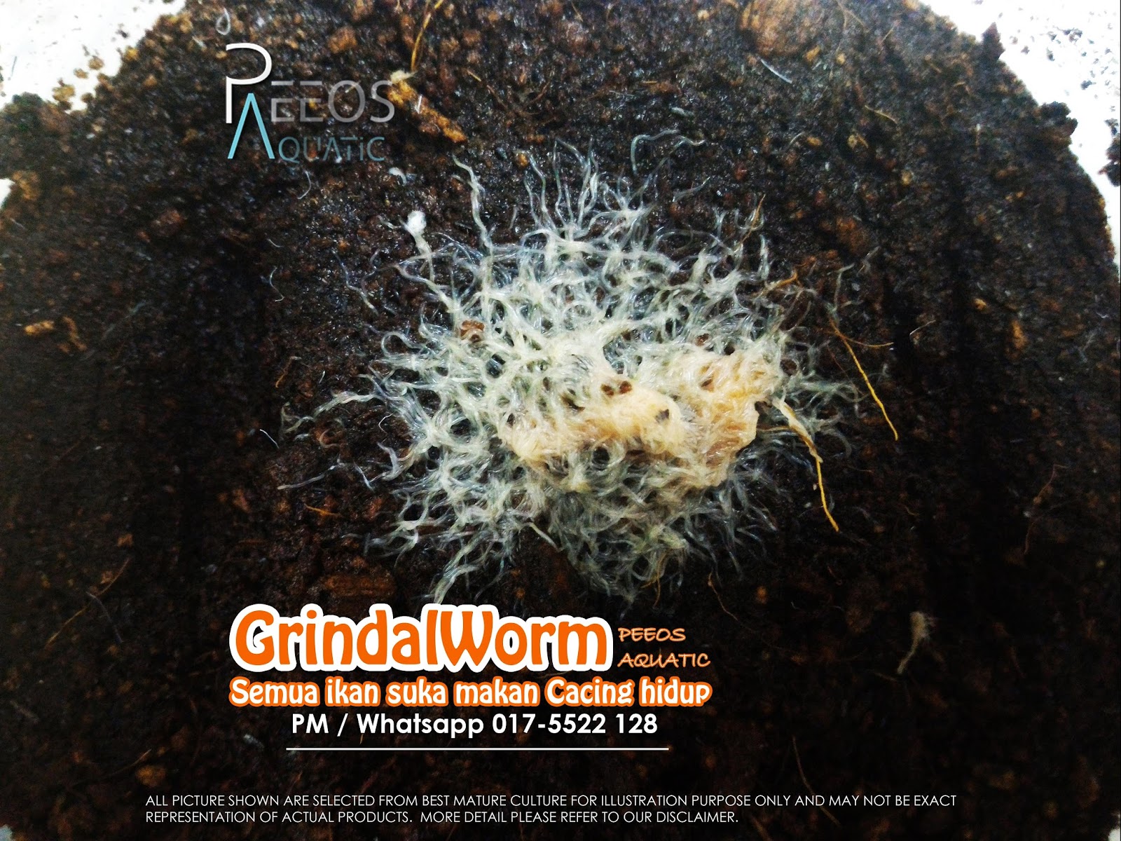 PEEOS AQUATIC: Grindal Worm ( Malaysia )