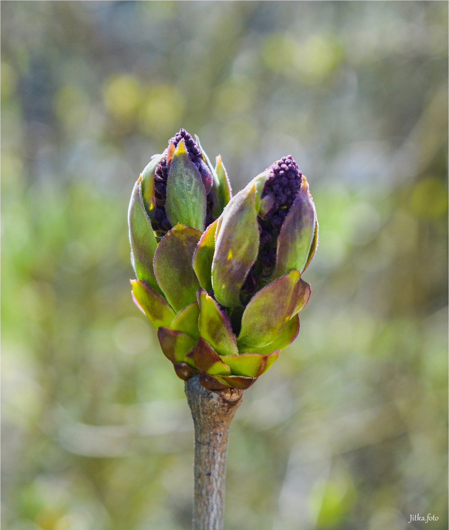 Fotografie,jen tak si fotím: Flora a fauna Českého ráje
