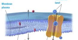 STRUKTUR SEL DAN FUNGSI FUNGSINYA: Difusi, Osmosis, Plasmolisis dan ...