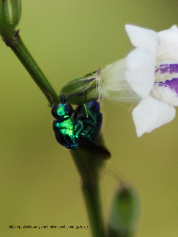 My Shot Gallery of Bengkulu: Metallic Bluish Green Cuckoo Wasp (Chrysis ...