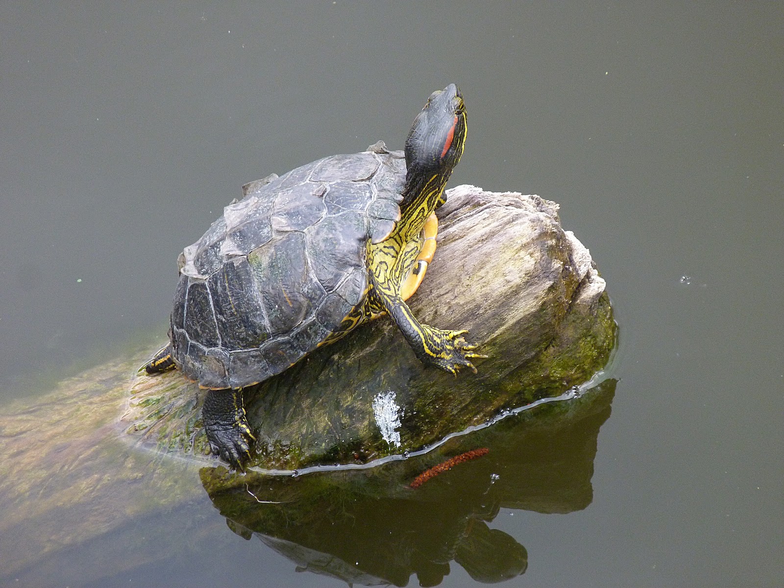 Birds, Boredom and a Blog: Terrapins and Tortoiseshells