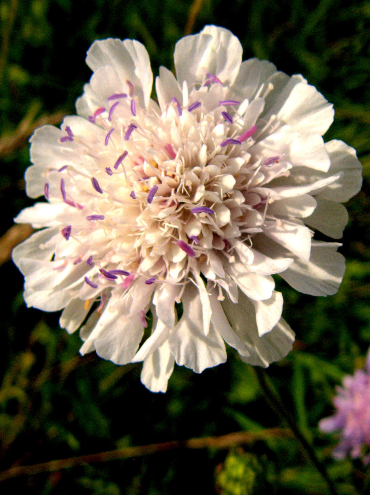 Peter Lovett's ramblings : An unusual White Scabious sp.