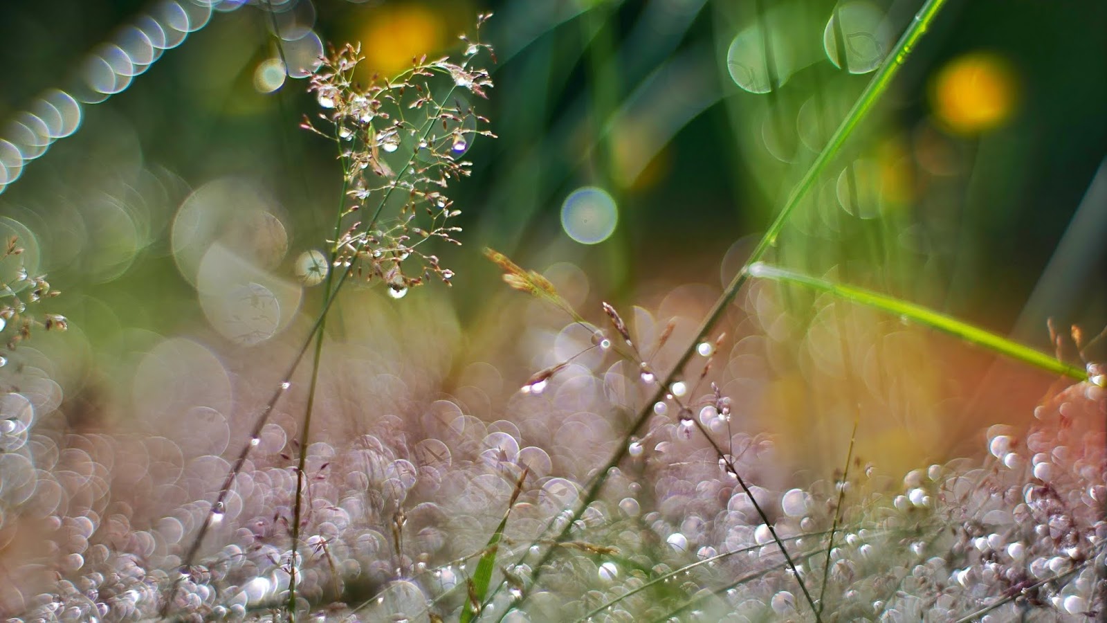 Fotografie....: Mein Garten im Regen