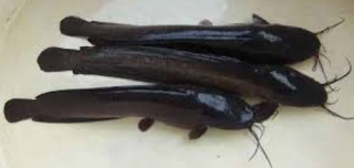 Klasifikasi Ikan Lele Mutiara (Clarias gariepinus ) | IKAN DAN LAUT