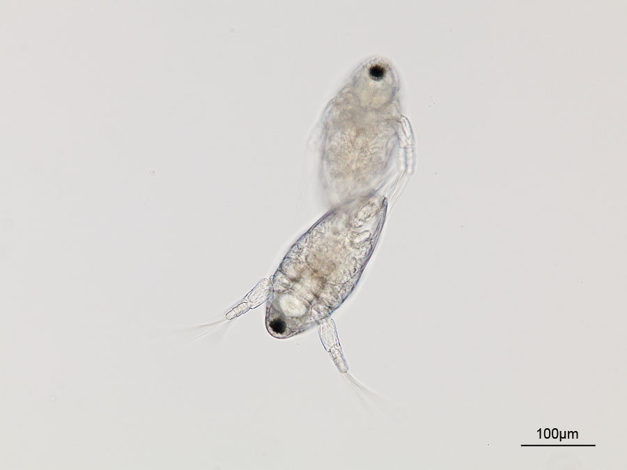 明石・神戸の虫 ときどきプランクトン2: ゾウミジンコ Bosmina sp. の出産