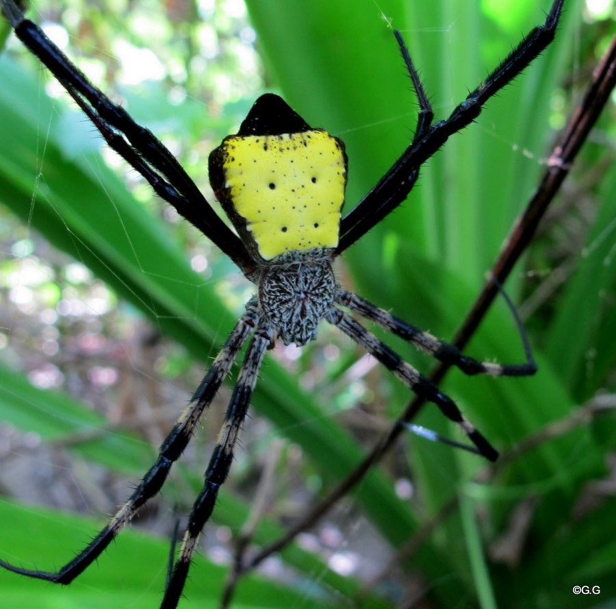 Nature Wonders Gershonized: More New Guinea insects זחלים עכבישים ...