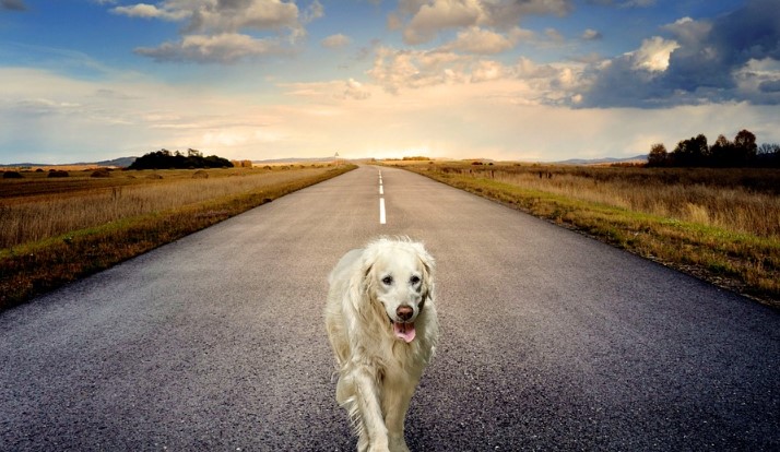 Psi-Trailing: Animals’ Incredible Journeys