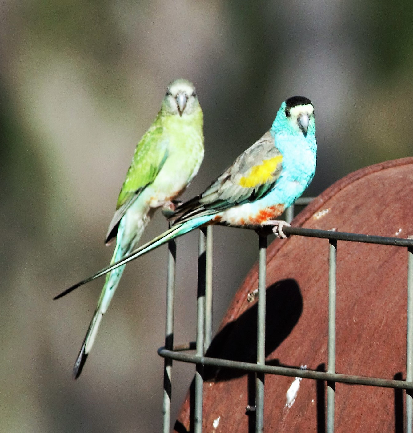sunshinecoastbirds: On the Paradise Parrot, the Golden-shouldered ...