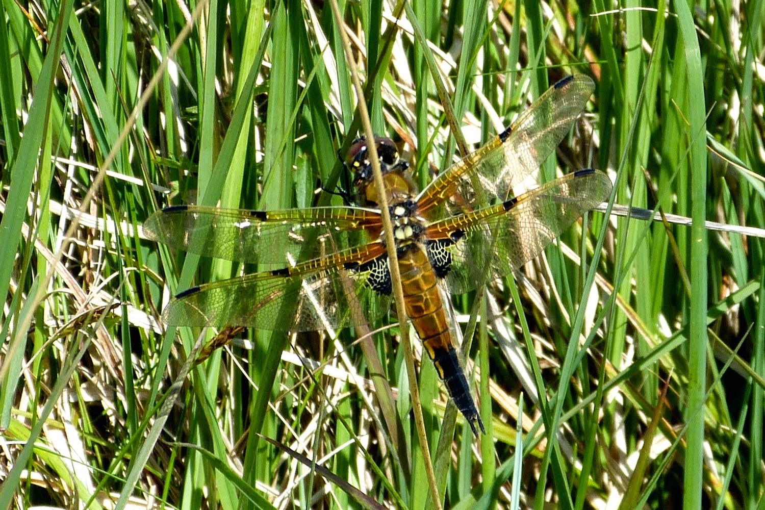 A Kilchoan Diary: Green Beetles and Other Insect Beasties