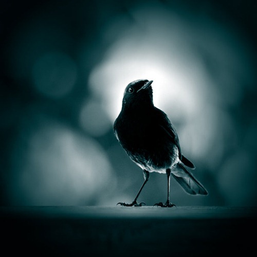 Funny Image Collection: Beautiful Birds In Macro Photography amazing ...