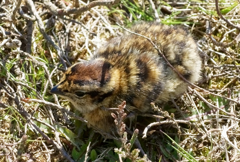 Bilsdale and Bransdale (North York Moors)