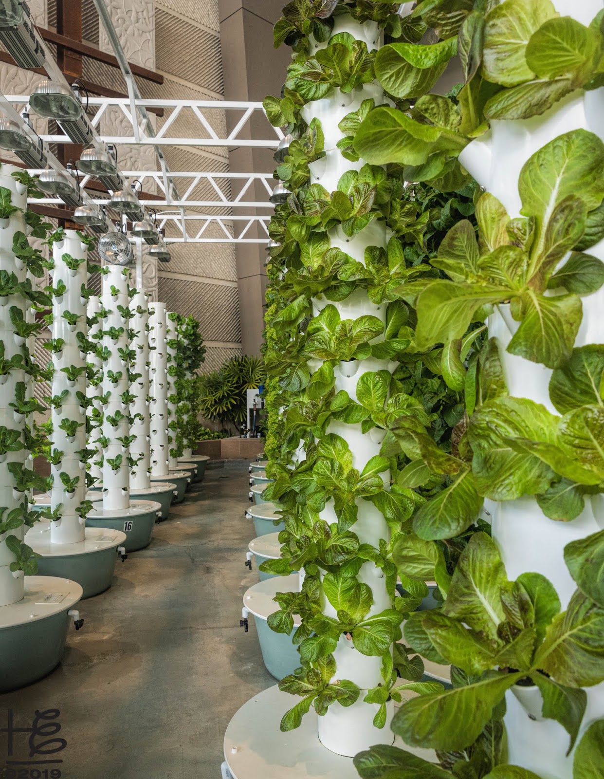 Regeneration in ACTION: A Hydroponic-Agriculture Renaissance