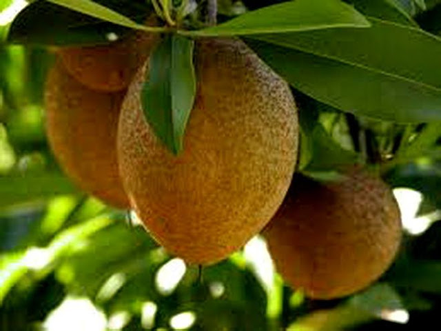 LƯU KHÂM HƯNG (劉欽興): TRÁI SA-PÔ