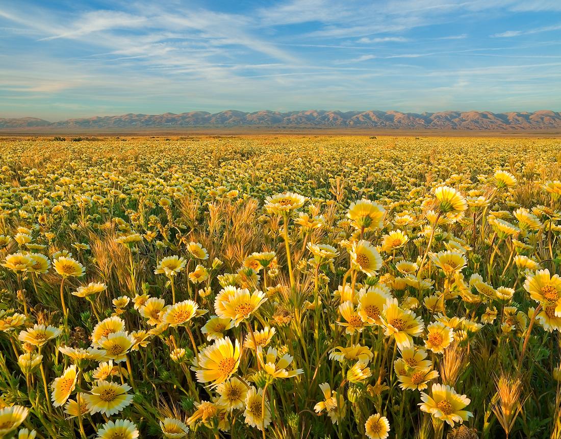 SCENERIES: World Informative & Entertaining: Flower Fields