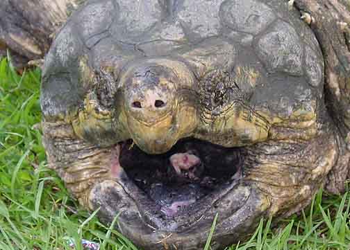 Alligator Snapping Turtle