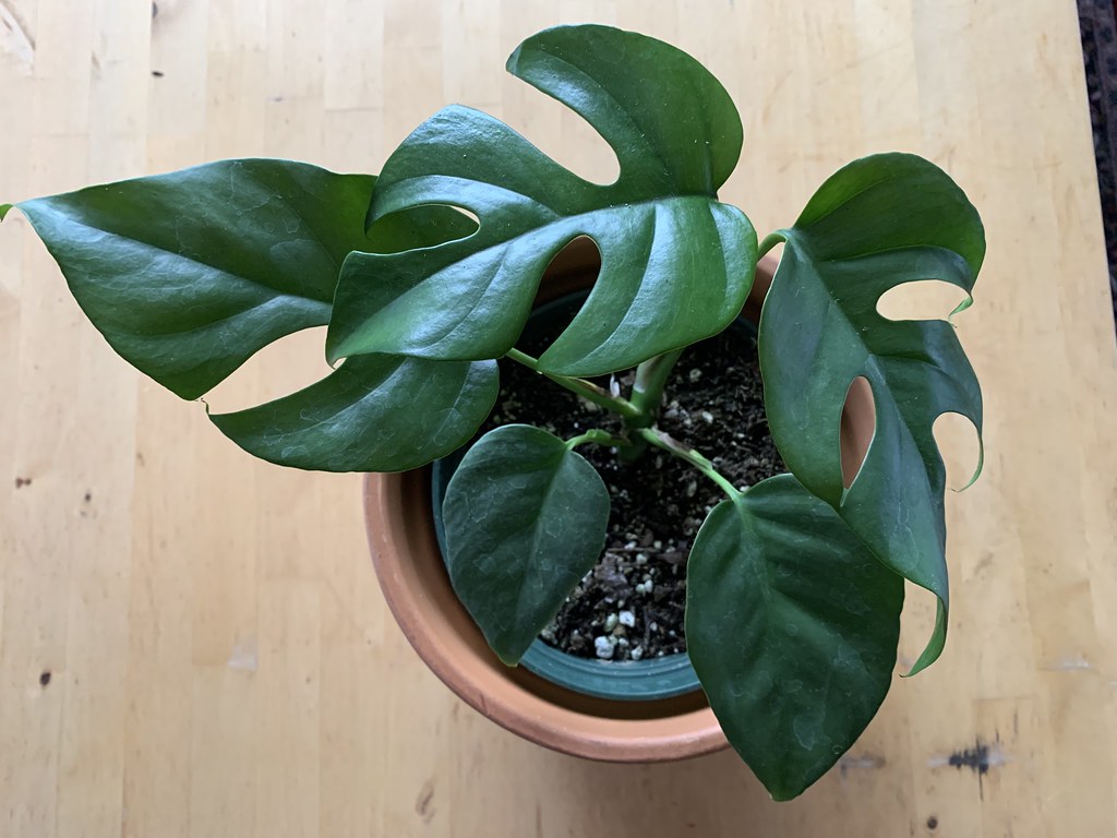 Rhaphidophora tetrasperma - Mini Monstera - Philodendron Ginny care and ...