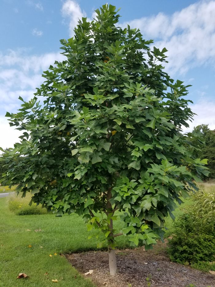 Future Plants by Randy Stewart: Liriodendron - Tulip Tree