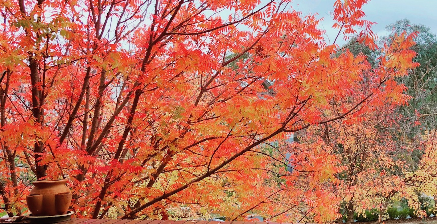 Autumnal Canberra 2018