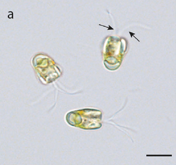 BacterioFiles - the Microbiology Podcast for Microbe Lovers