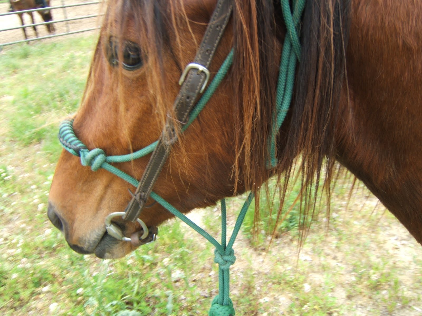 Mill Swamp Indian Horse Views: Quick Tip #11--Don't Forget the Bosal