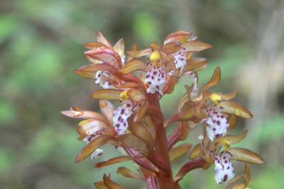 Native Orchids of the Pacific Northwest and the Canadian Rockies (and ...