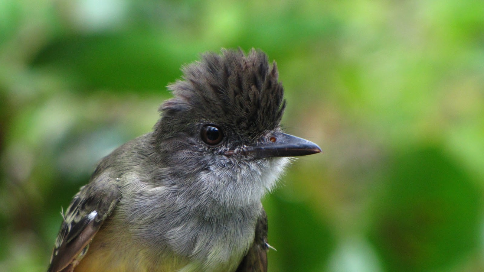 BOGOTA BIRDING AND COLOMBIA WILDLIFE TOURS www.bogotabirding.com ...