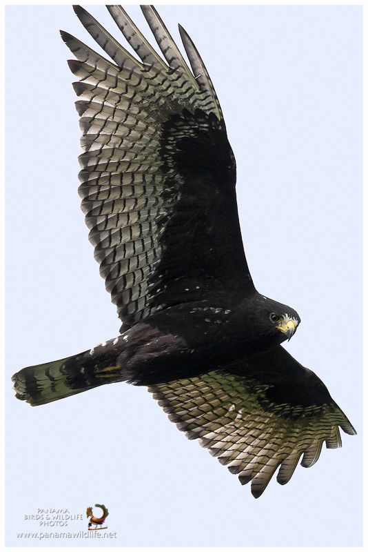 Featured raptors: Black Hawks of Panama