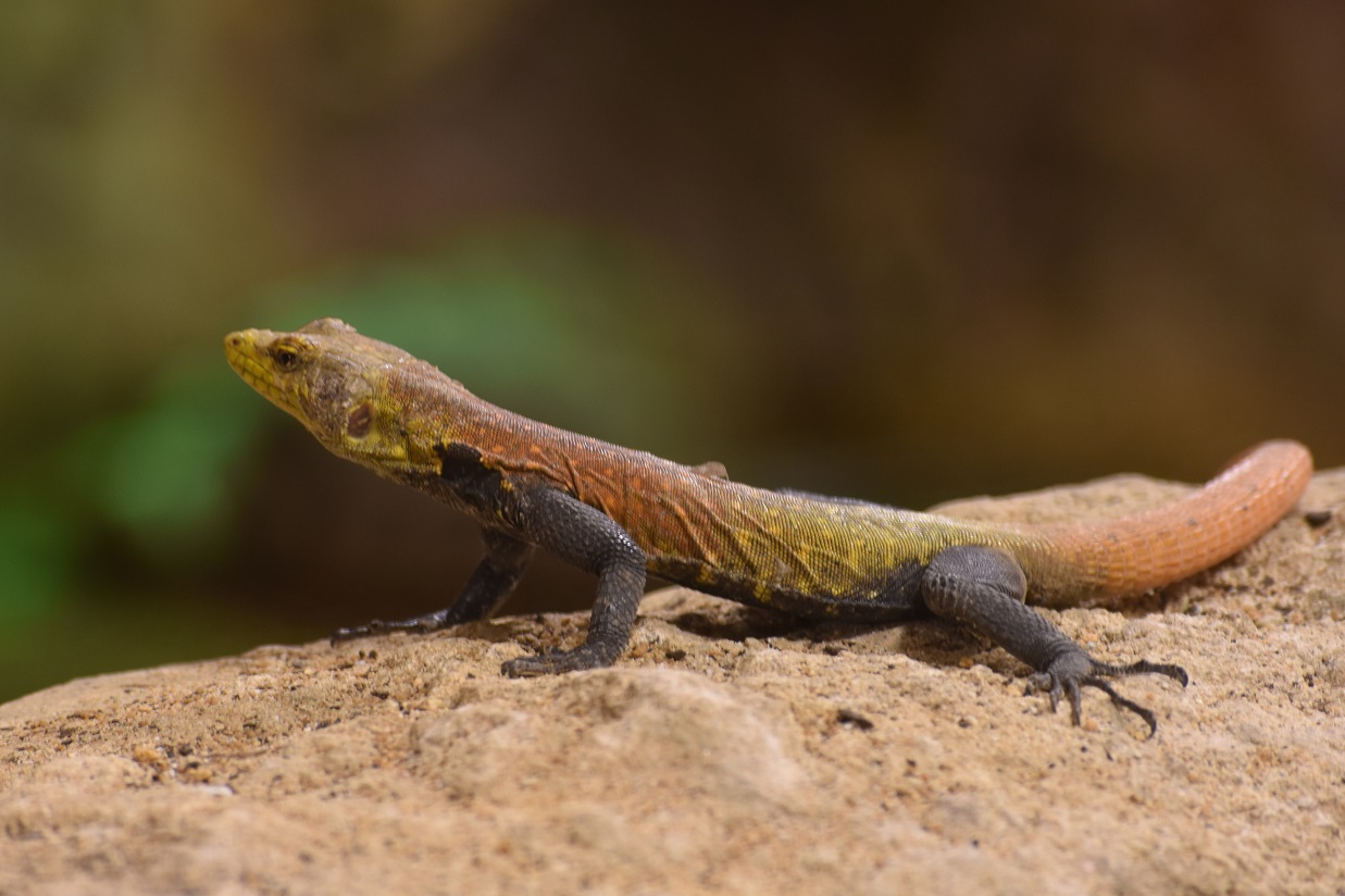 ZOOTOGRAFIANDO (6.100 ANIMALS): LAGARTO PLANO EMPERADOR / EMPEROR FLAT ...