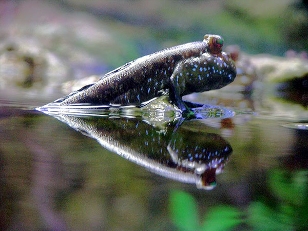 Mudskipper - Fishes World - HD Images & Free Photos