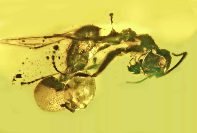Ancient Fungal Parasite of Ants Found Preserved in Baltic Amber ...