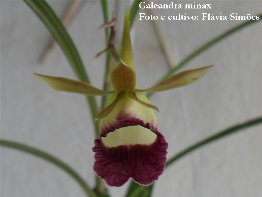 Orquidário da Flávia: Galeandra minax