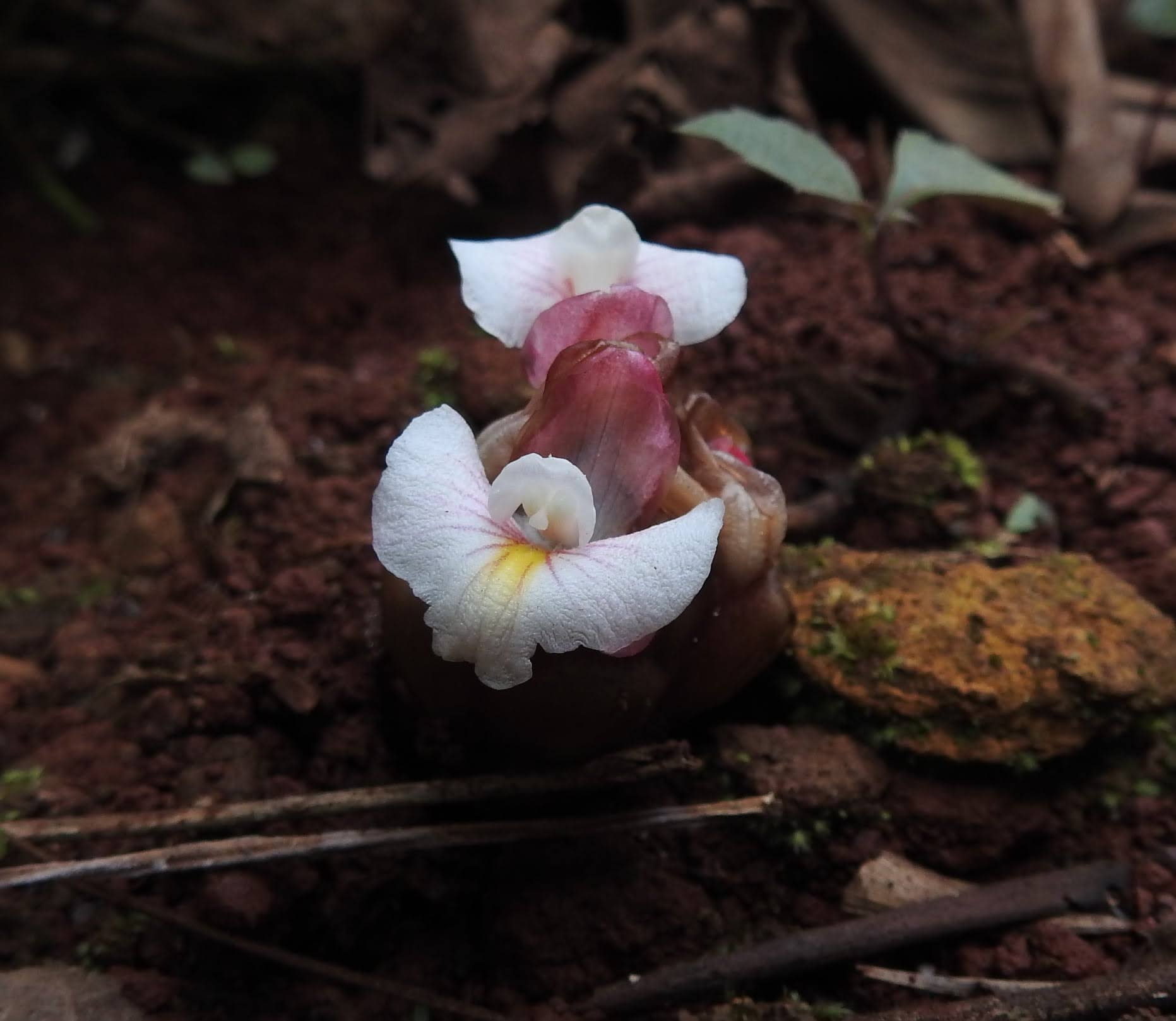 Plant family Zingiberaceae