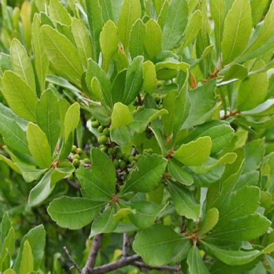 Northern Bayberry Shrub is Myrica Pensylvanica