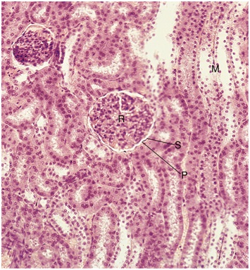 Medical Stuff: Histologi Sistem Kemih
