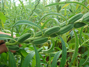 UNIDOS PELA PRESERVAÇÃO: GERGELIM E SEUS BENEFICIOS