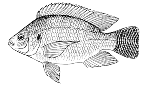 Greek Aquaponics Ενυδρειοπονία: Nile Tilapia, Oreochromis niloticus ...