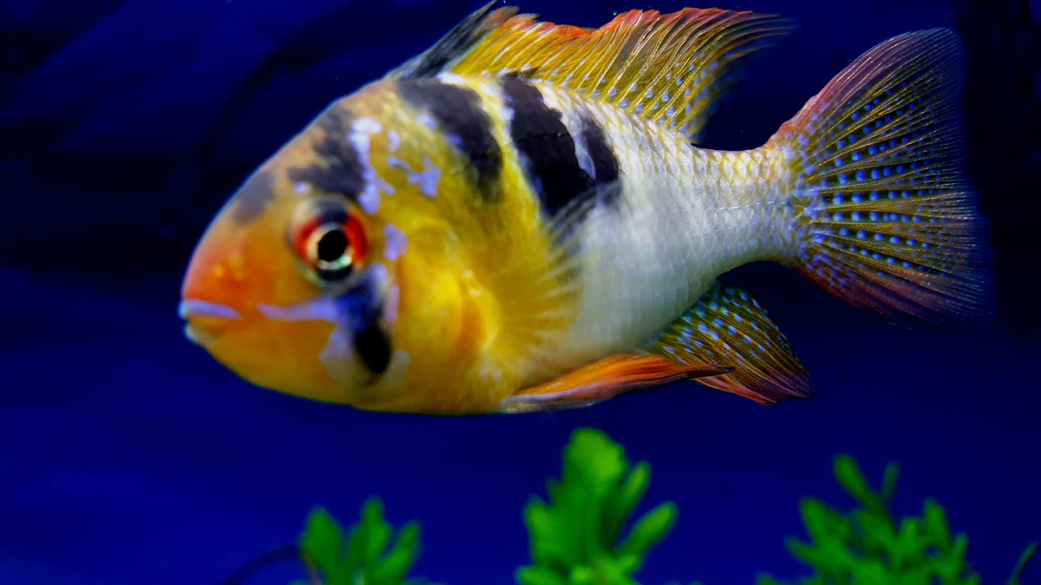 German Blue Ram Fish 4K HD Wallpapers