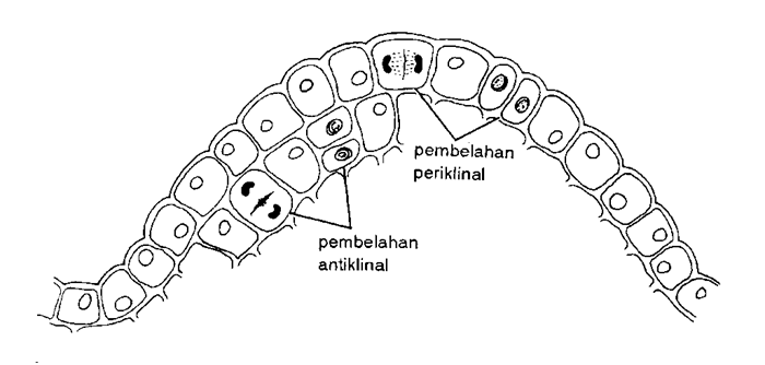 Tahapan Dalam Pertumbuhan dan Perkembangan Sel | Cybon's Blogspot [dot] Com