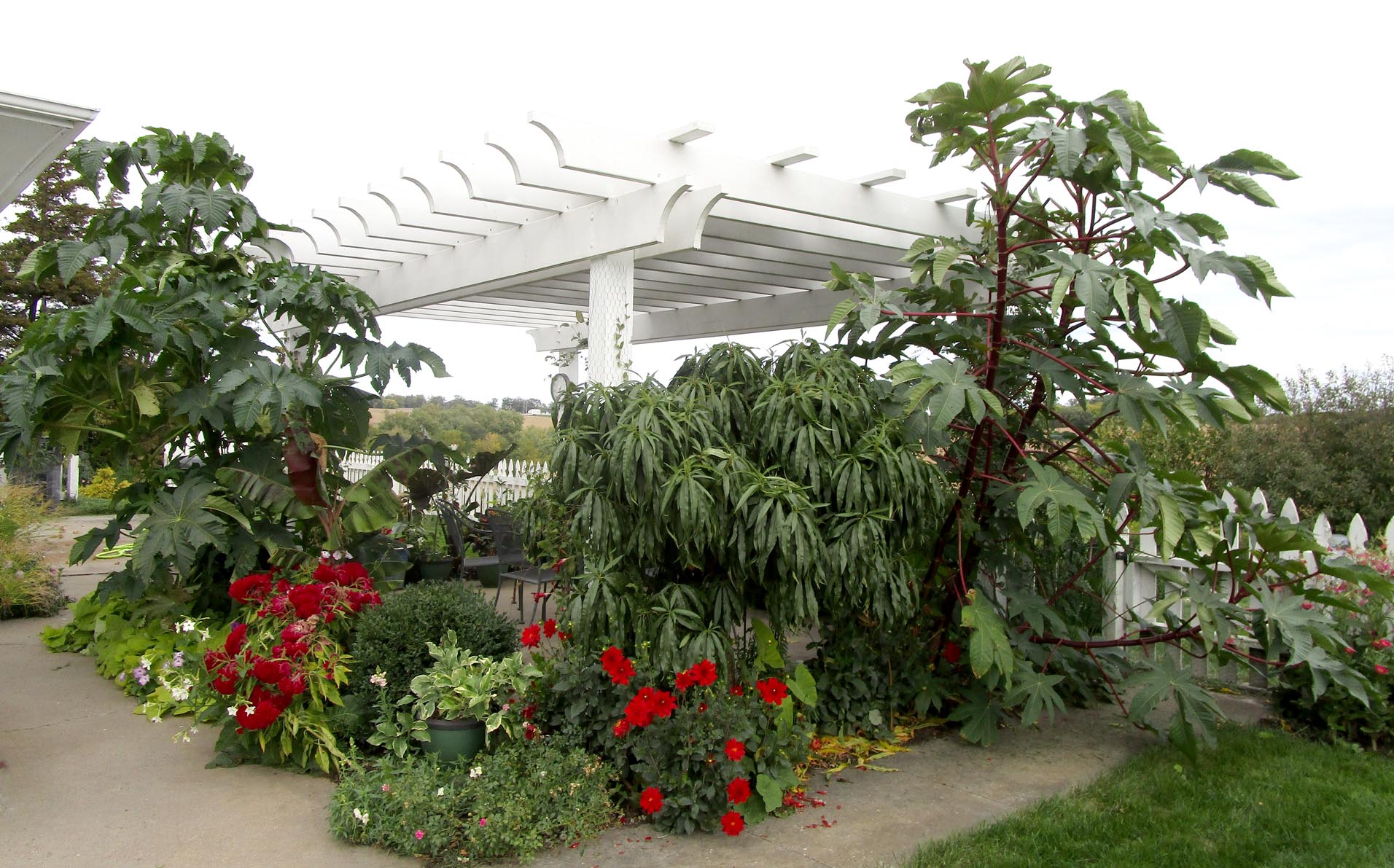 Garden Fancy: Garden Timeline 2020