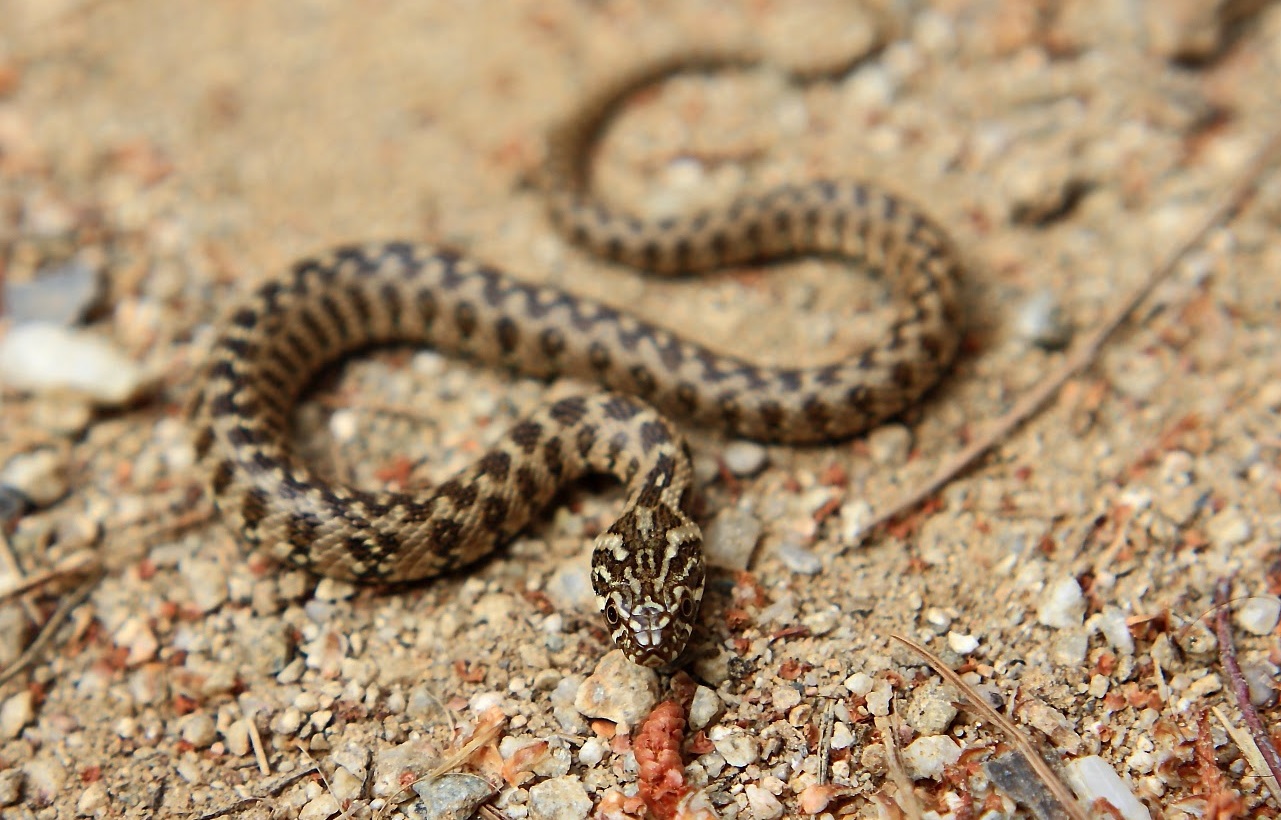 ¿Sabías que...? La Culebra viperina