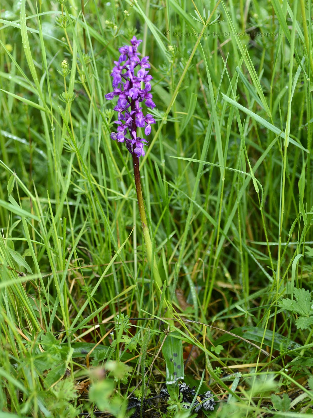 Macrophoto plaisir passion: Orchis mâle, Orchis mascula