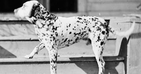 Famous Dogs in History: The Most Photographed Dog of the Civil War