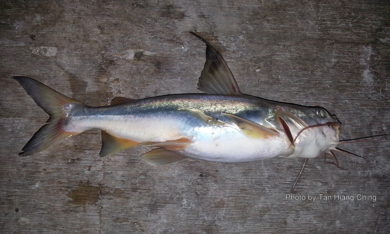 Fish and Fishing in Tanjung Leman: Marine Catfishes