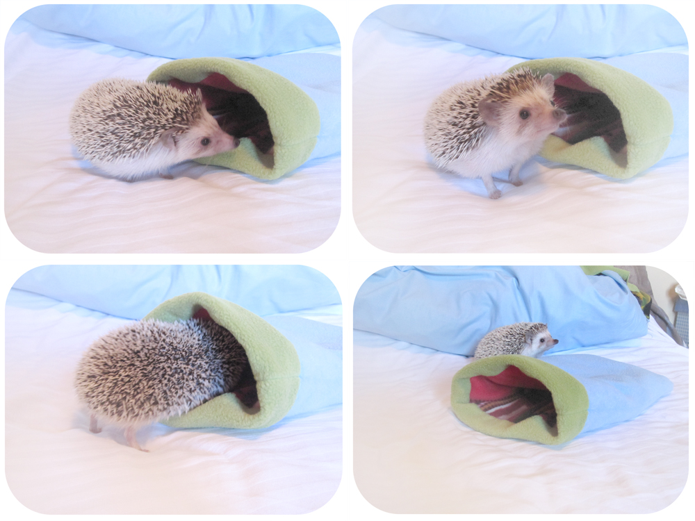 Poggy's Special Inside-Out Pouch : Behind Mytutorlist.com