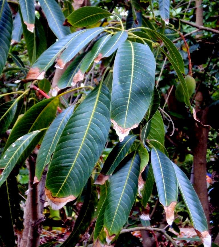 Taxonomía Plantae Magnoliopsida: Phylum Tracheophyta Clase ...