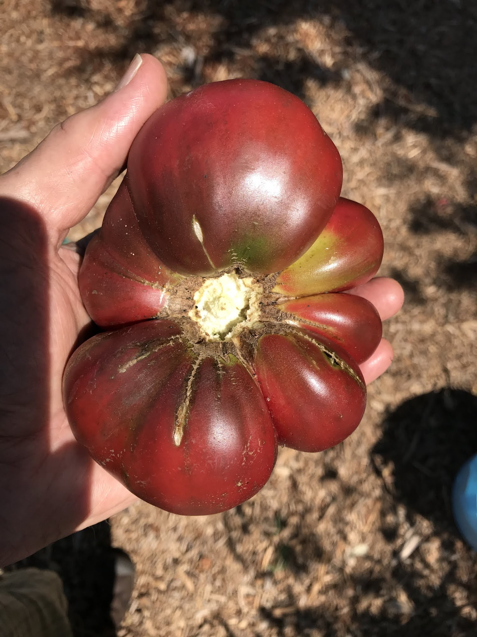 organicgreendoctor: garden news-how i grew this ugliest prettiest ...